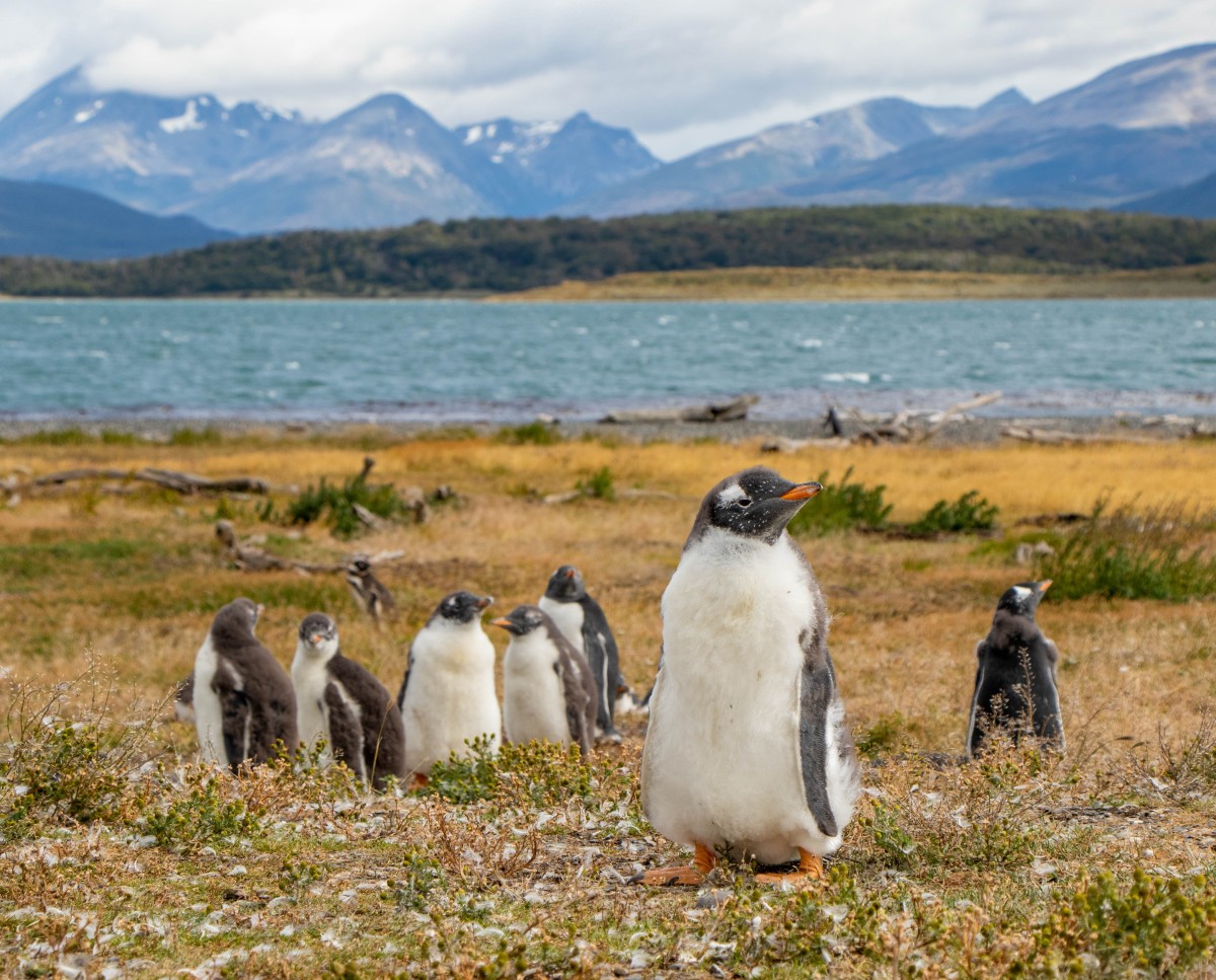 Where is Patagonia? 10 Facts About This Amazing Place! - Strømmen ...